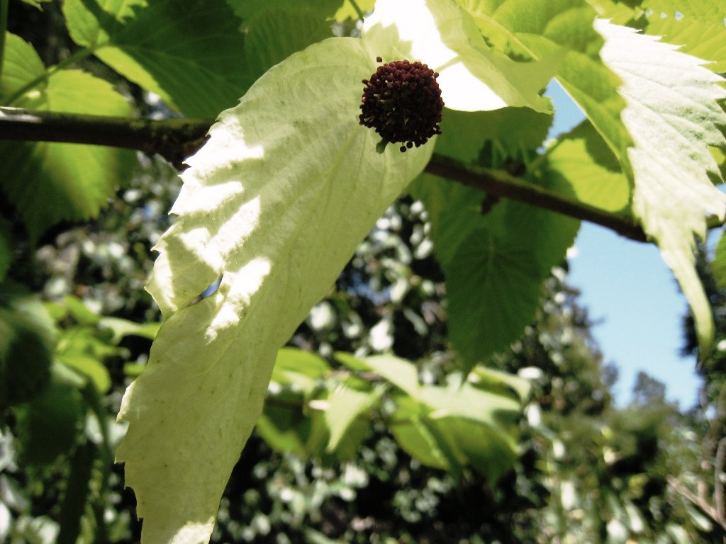 On the Hunt for Rare and Unusual Plants - by Mary-Kate Mackey