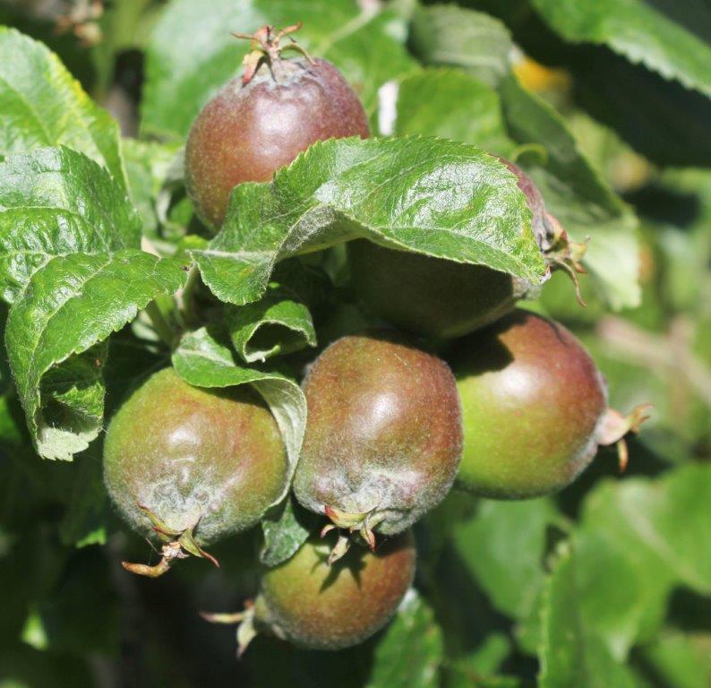 Snip, Snap and Prune - by Matthew Biggs