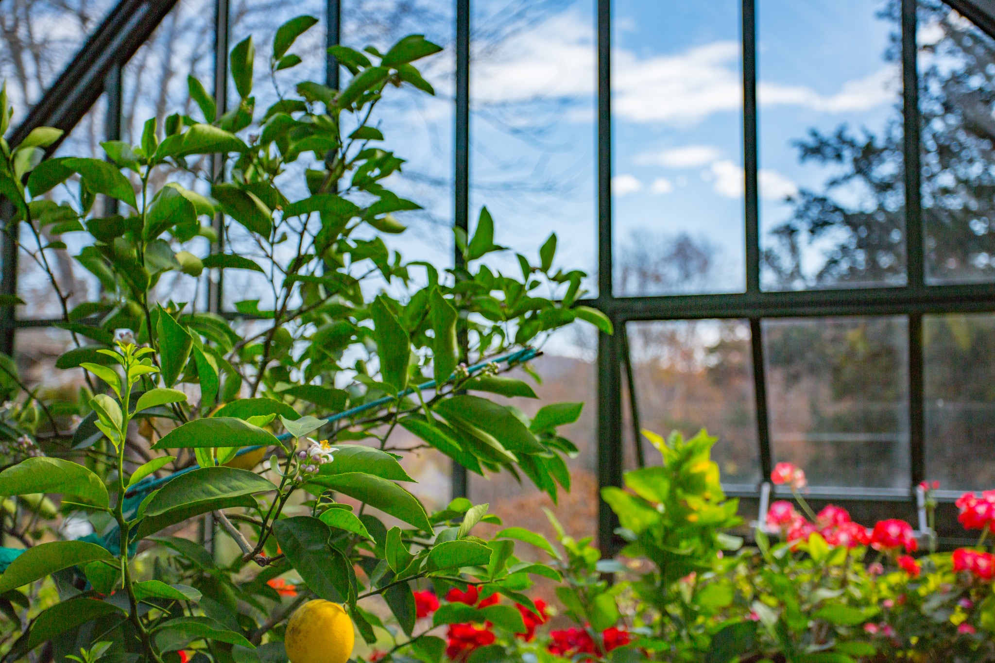 Traditional Orangery Greenhouses | Hartley Botanic