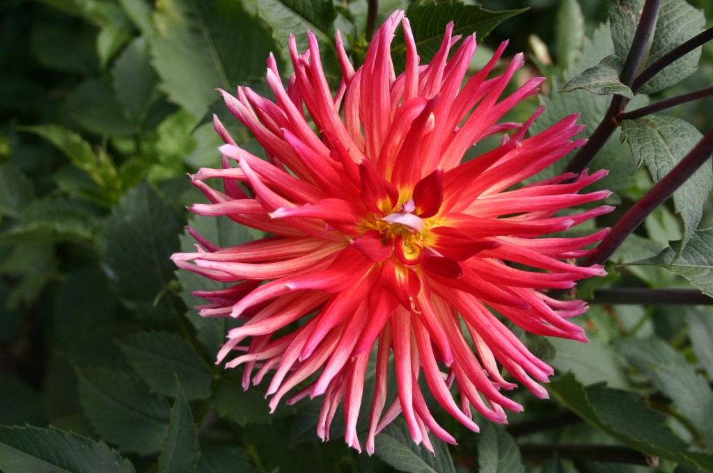 Dahlias – the new “IT” Flower – Preparing for Winter - by Roger Marshall