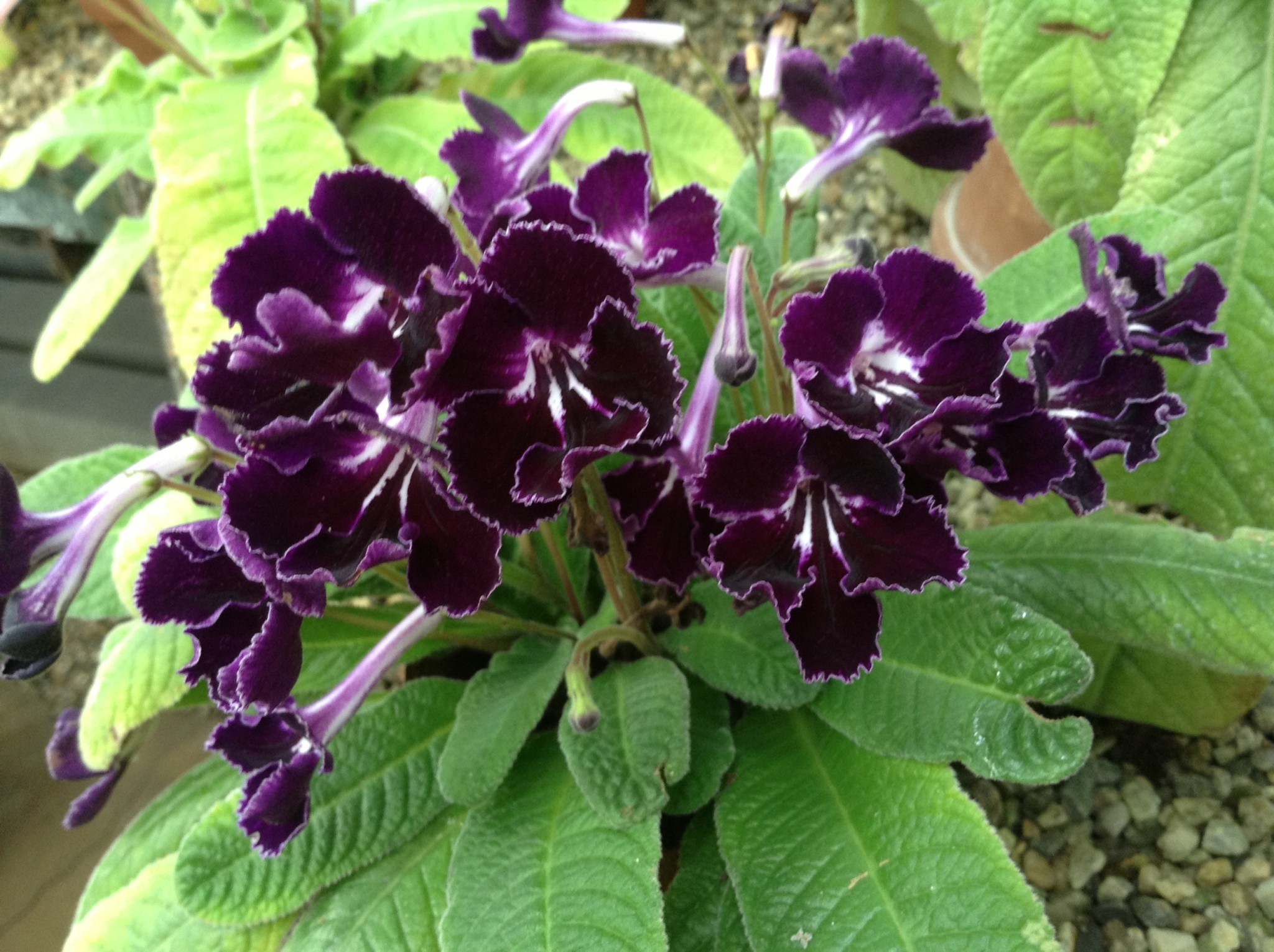 Propagating Streptocarpus (Cape Primrose) - by Roger Marshall