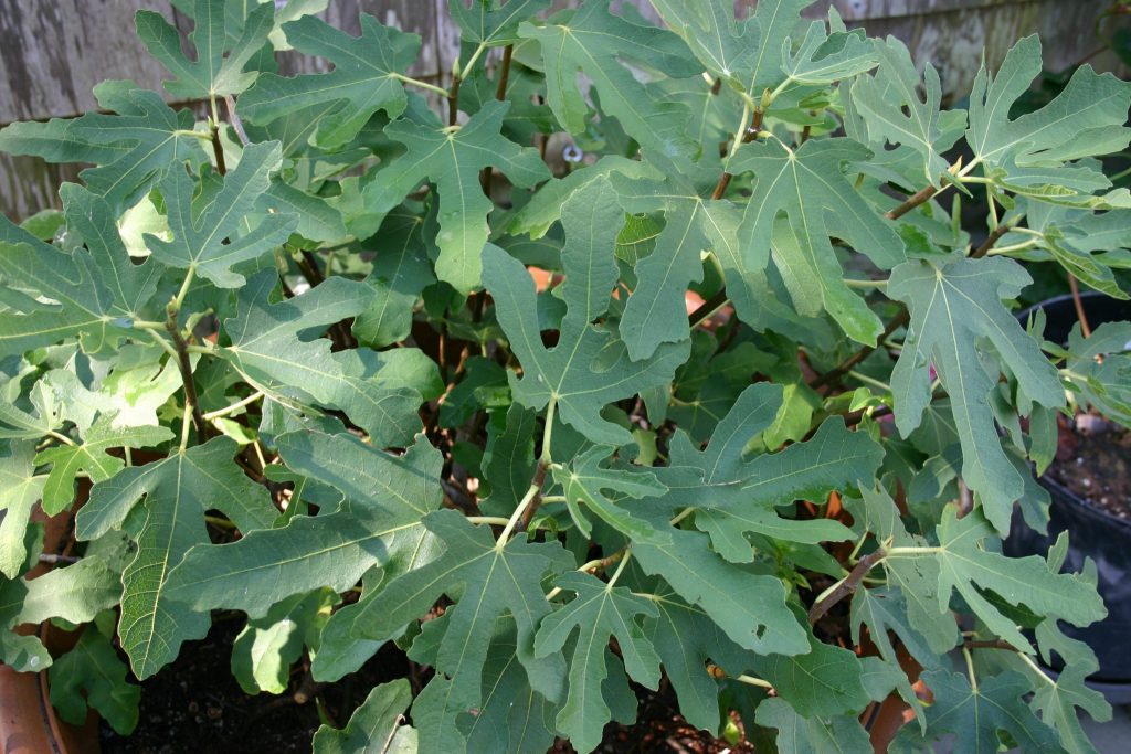 Growing Figs in a Cold Climate - Roger Marshall - Hartley Botanic