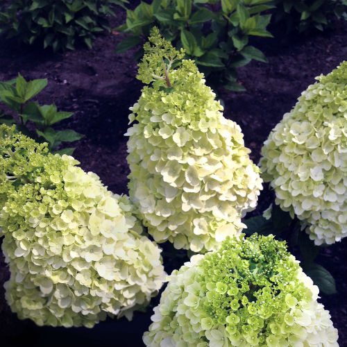 Wait for It—Fabulous Plants You Can’t Buy Now - by Mary-Kate Mackey