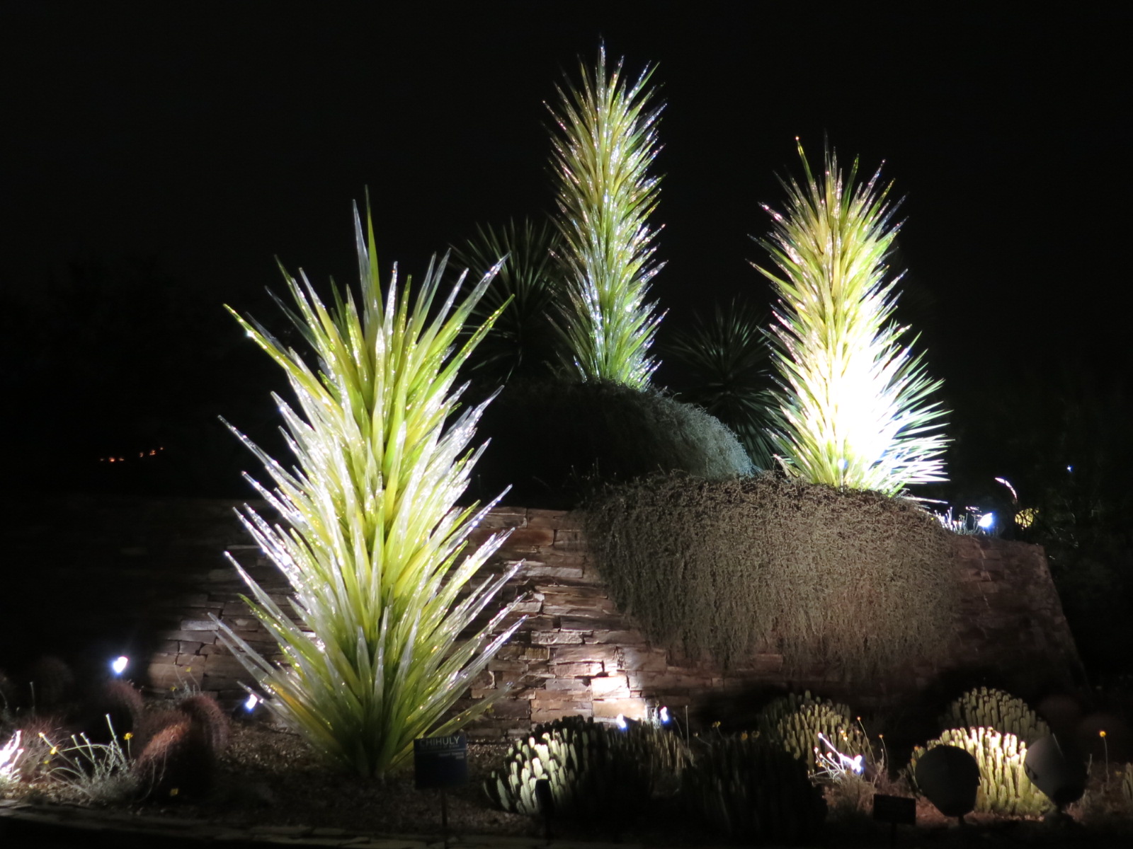 Starry Starry Night - by Ethne Clarke - Hartley Botanic