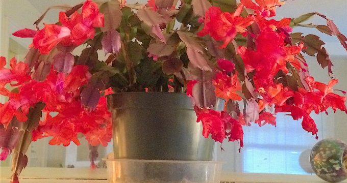 Award Winning English Greenhouses by Hartley Botanic