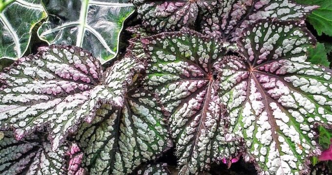Award Winning English Greenhouses by Hartley Botanic