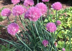 Award Winning English Greenhouses by Hartley Botanic
