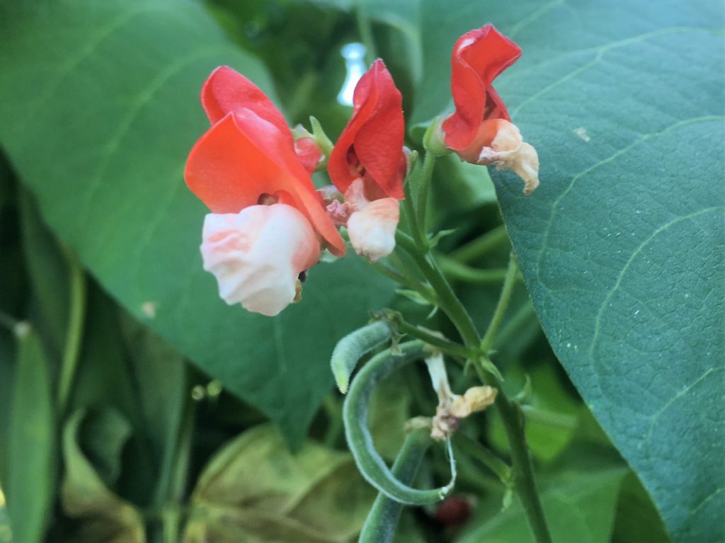 Beans—Easy to grow, nourishing comfort food, and gorgeous! - by Mary ... Beans—Easy to grow, nourishing comfort food, and gorgeous! - by Mary ...