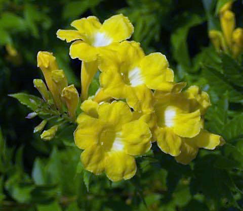 Winter Tecomas - By Mary-Kate Mackey - Hartley Botanic