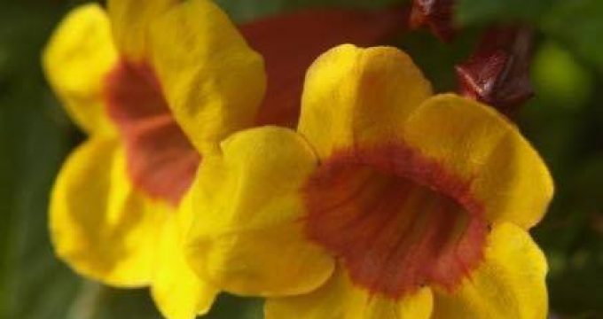 Award Winning English Greenhouses by Hartley Botanic