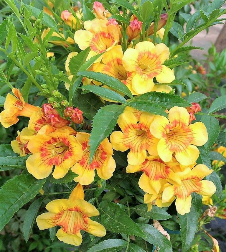 Winter Tecomas - By Mary-Kate Mackey - Hartley Botanic