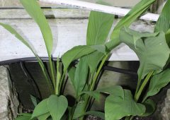 Award Winning English Greenhouses by Hartley Botanic