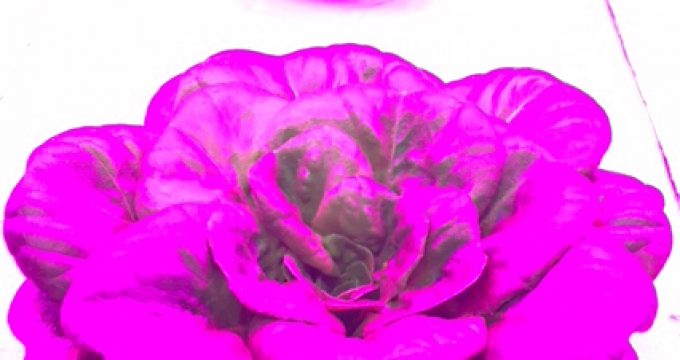 Award Winning English Greenhouses by Hartley Botanic