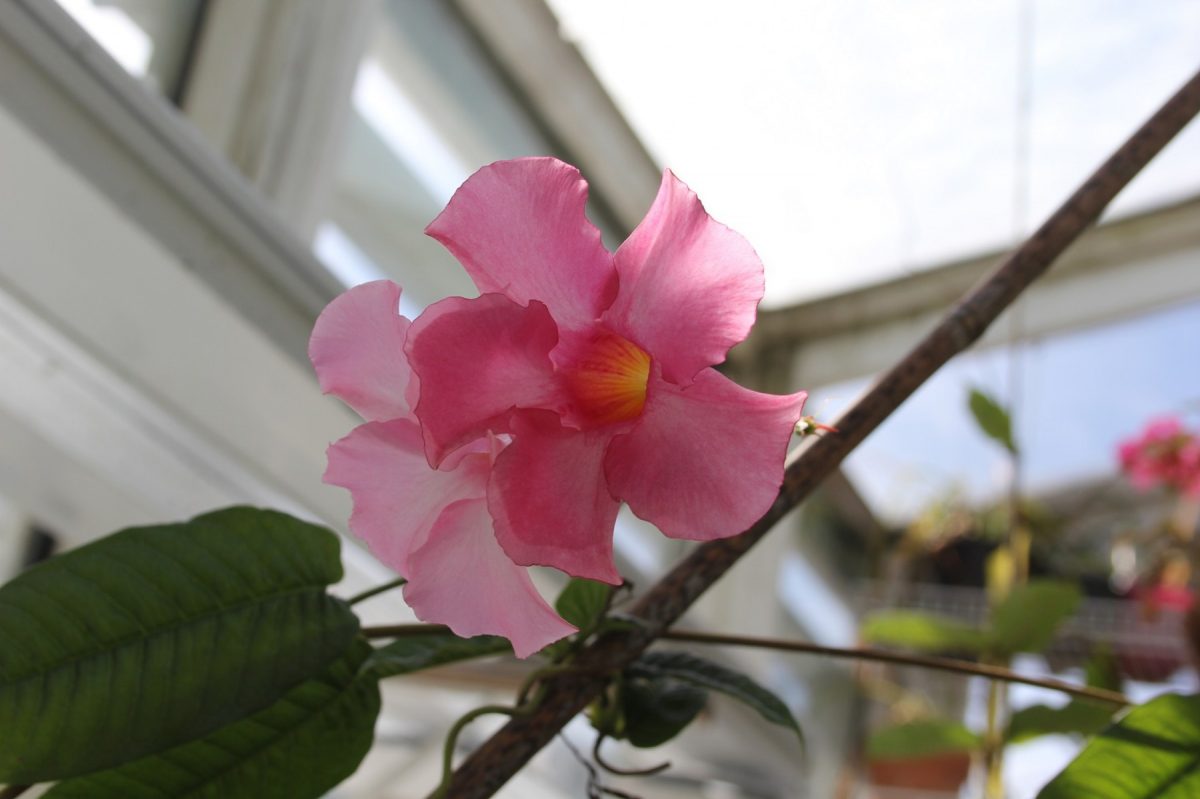 Growing Mandevillas - By Roger Marshall - Hartley Botanic