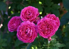 Award Winning English Greenhouses by Hartley Botanic