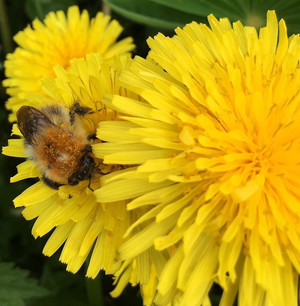Why are weeds good for bees? - by Jean Vernon