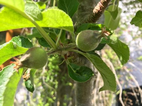 What is the June Drop? - by Jean Vernon