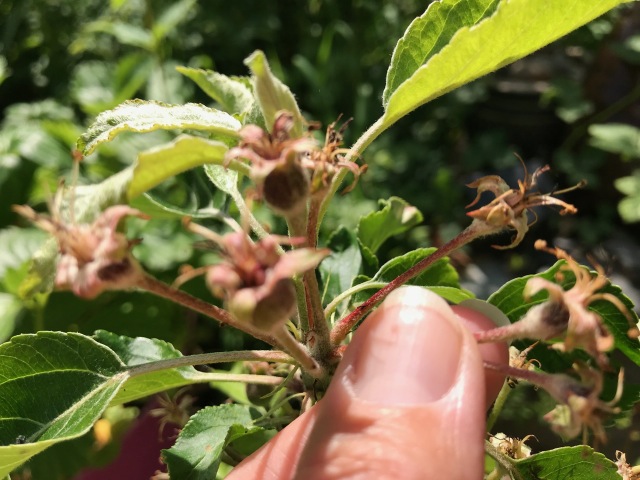 What is the June Drop? - by Jean Vernon