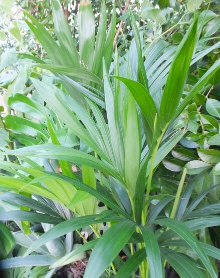 Kentia, the Aussie palm trees - by Bob Flowerdew