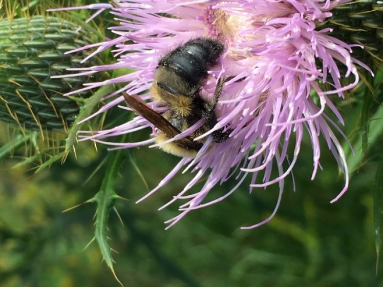 All Abuzz for Native Plants - by Beth Botts