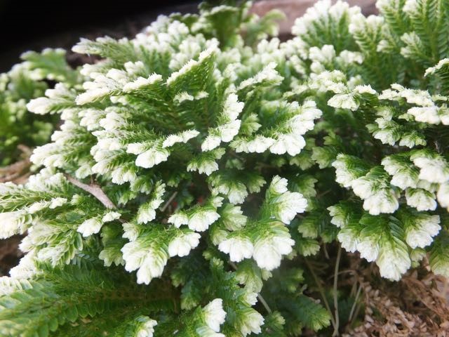 Selaginella, a Sweat plant?? - by Bob Flowerdew