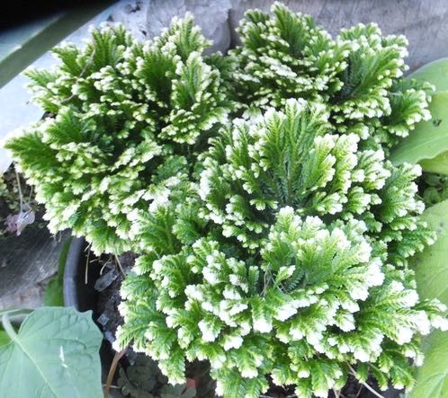 Selaginella, a Sweat plant?? - by Bob Flowerdew