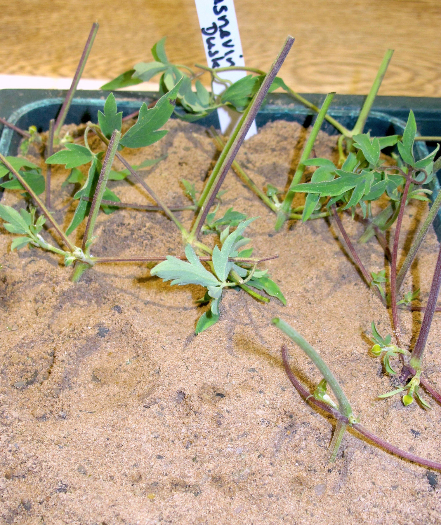 Go Forth and Multiply - Clematis Cuttings - by Val Bourne