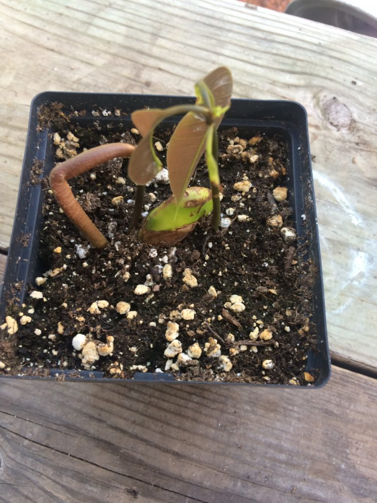 Growing Mango from Seed - Roger Marshall - Hartley Botanic