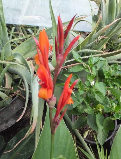 Cannas Plant (Indian Shot) - Bob Flowerdew - Hartley Botanic