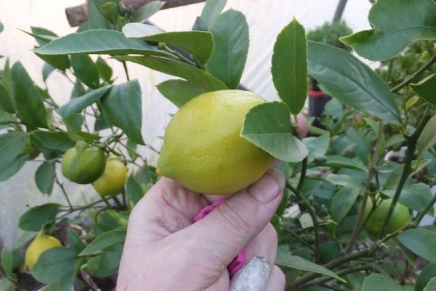 Turn your greenhouse into a farm - by Bob Flowerdew