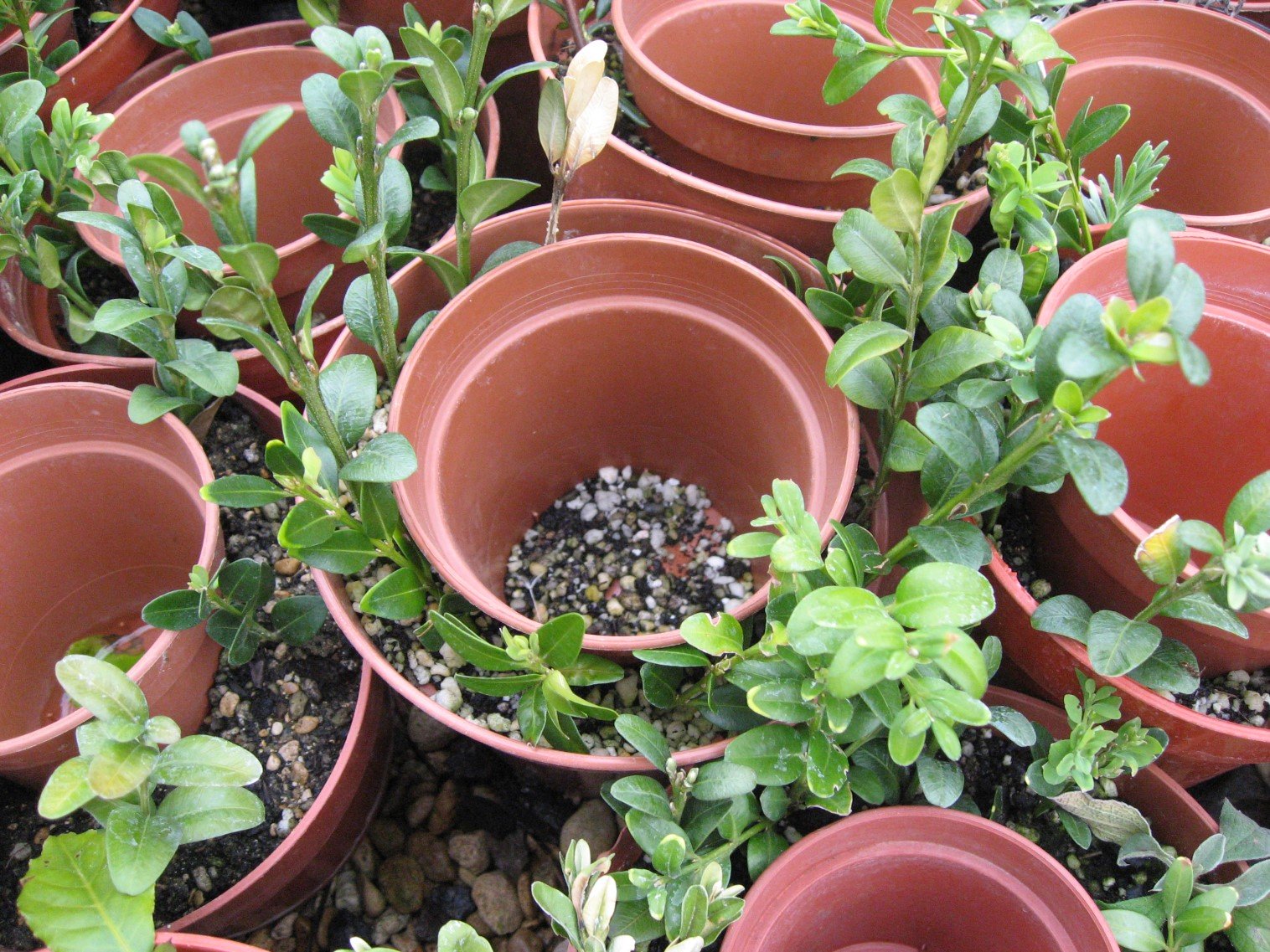 Boxing Clever! - by Val Bourne