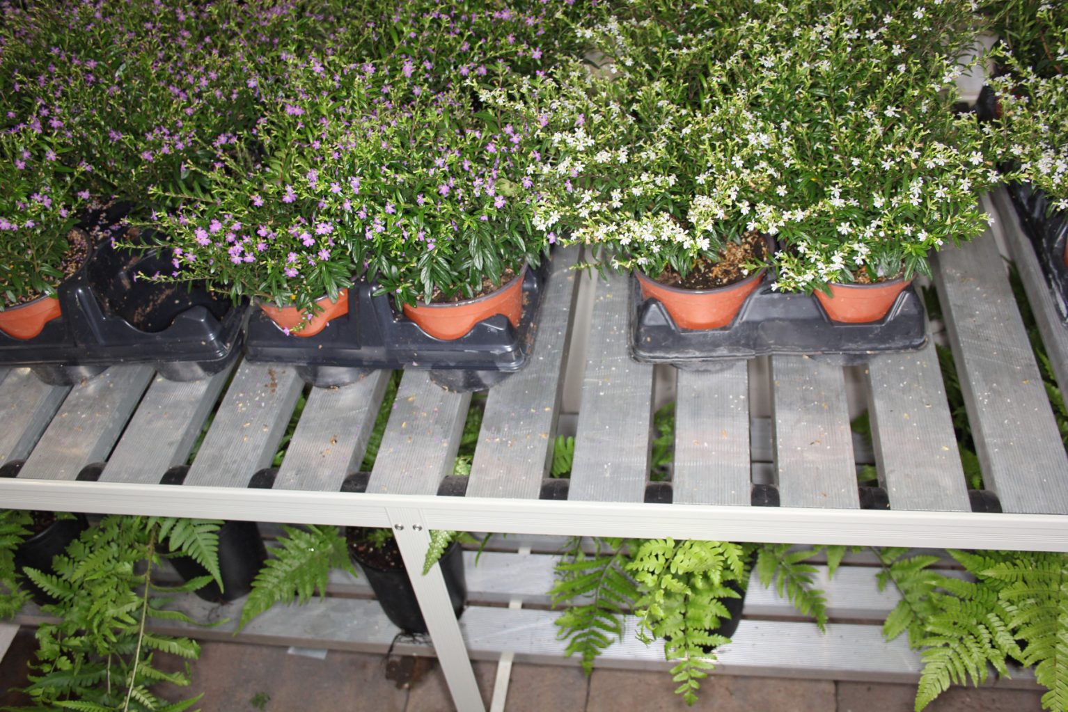 Greenhouse Tables and Work Benches - by Roger Marshall