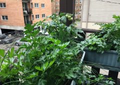 Award Winning English Greenhouses by Hartley Botanic