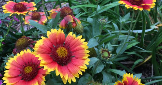 Award Winning English Greenhouses by Hartley Botanic
