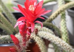 Award Winning English Greenhouses by Hartley Botanic