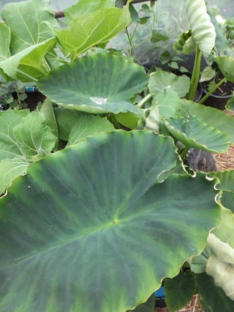 Fantastic foliage from a cocoyam? - by Bob Flowerdew