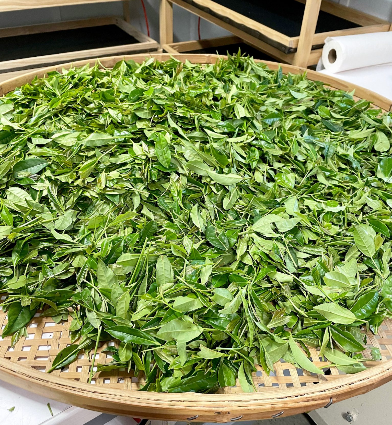 Tea for You in the Greenhouse - by Mary-Kate Mackey