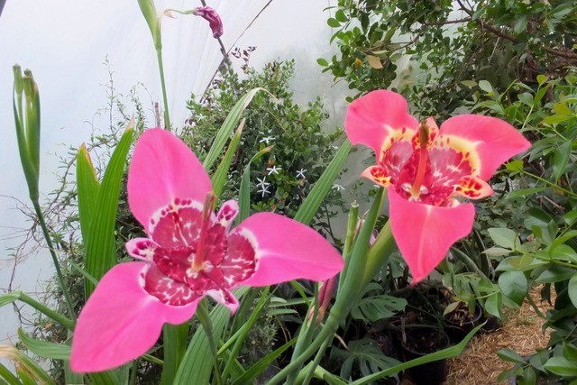 Aztec Tiger flowers - by Bob Flowerdew
