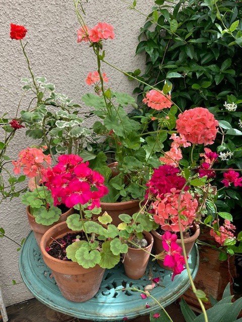 Pelargoniums - by Lia Leendertz