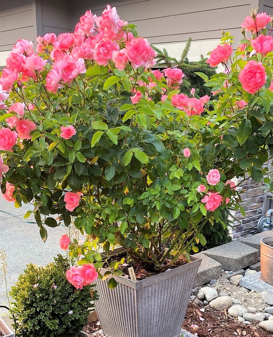 Grow Fabulous Roses in Containers—Anne Reeves Shares her Secrets - by ...