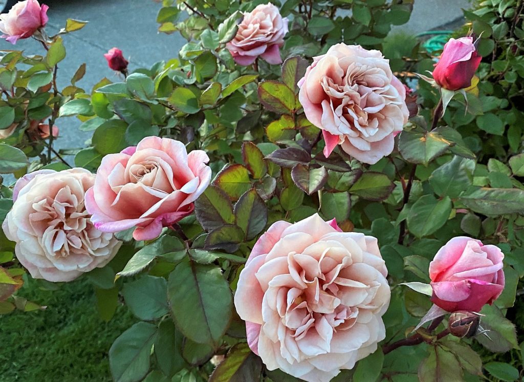 Grow Fabulous Roses in Containers—Anne Reeves Shares her Secrets - by ...