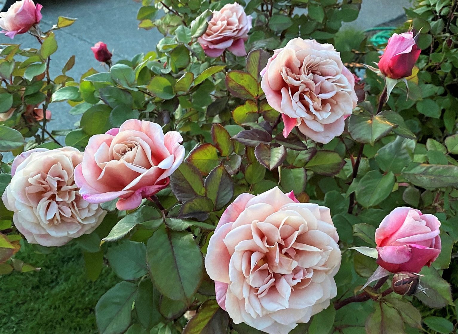 Grow Fabulous Roses in Containers—Anne Reeves Shares her Secrets - by ...