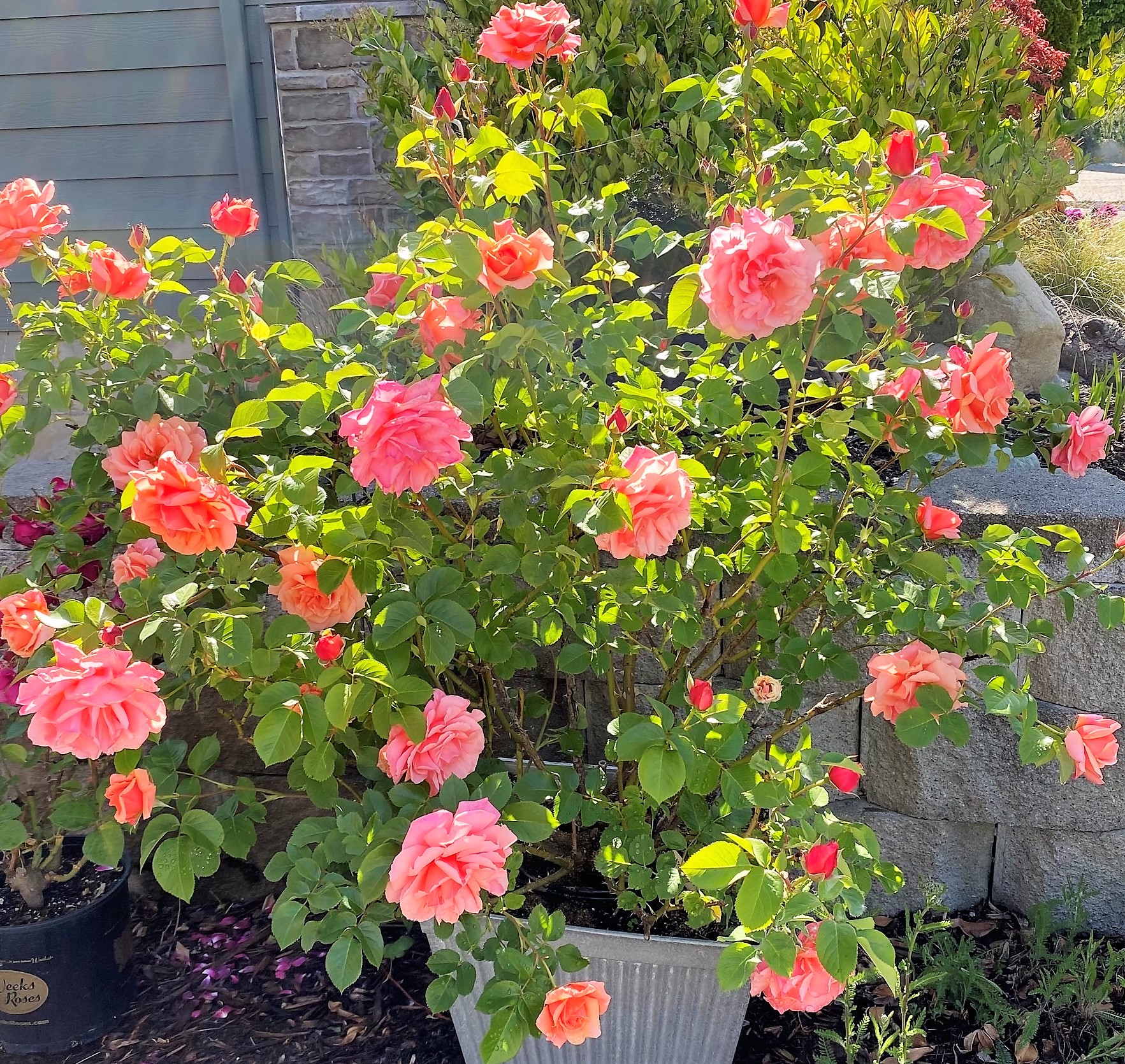 Grow Fabulous Roses in Containers—Anne Reeves Shares her Secrets - by ...