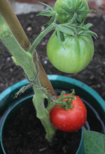 Talking tomatoes – and more… - by Matthew Biggs
