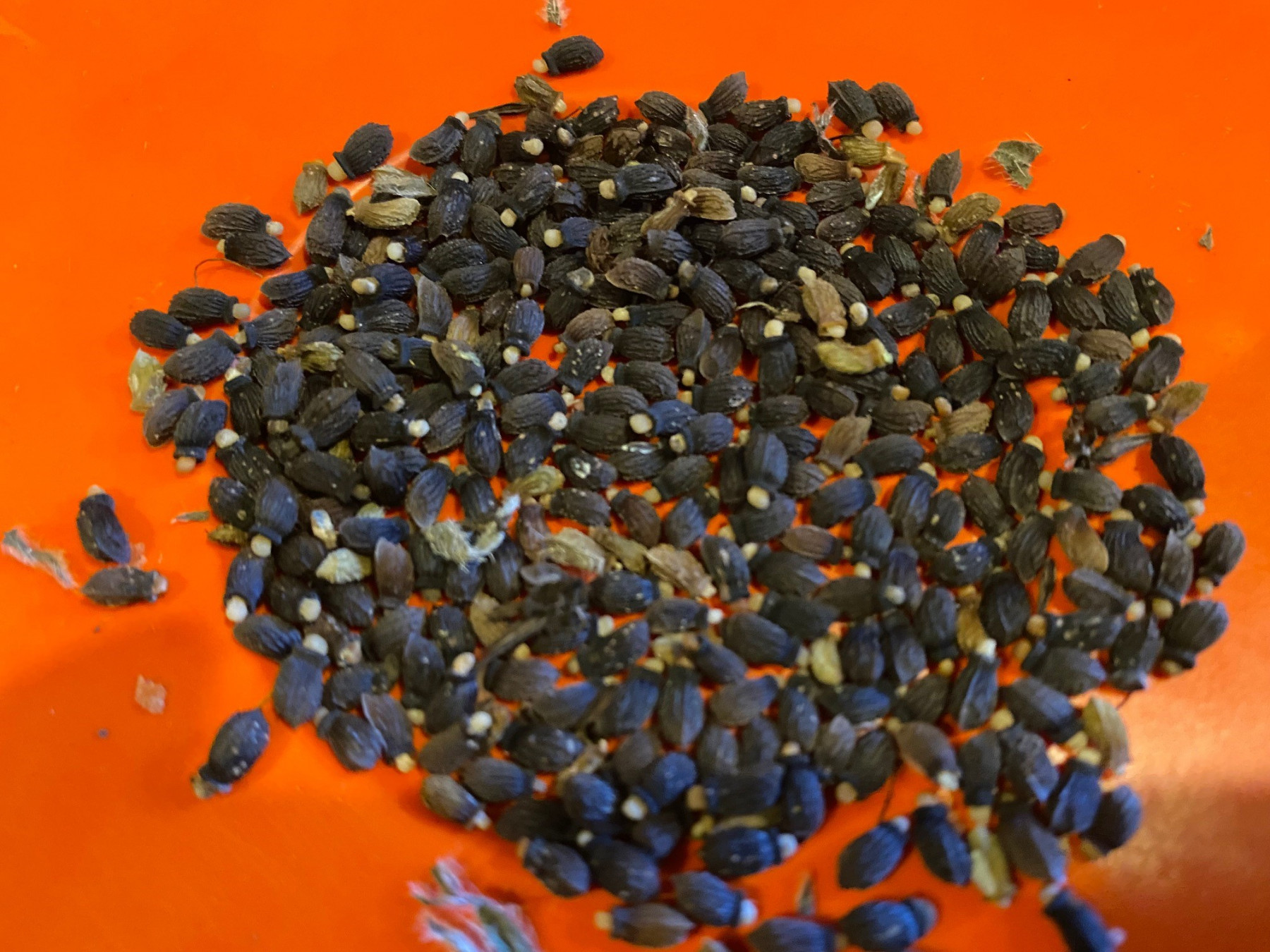 The magic of seeds - by Jean Vernon