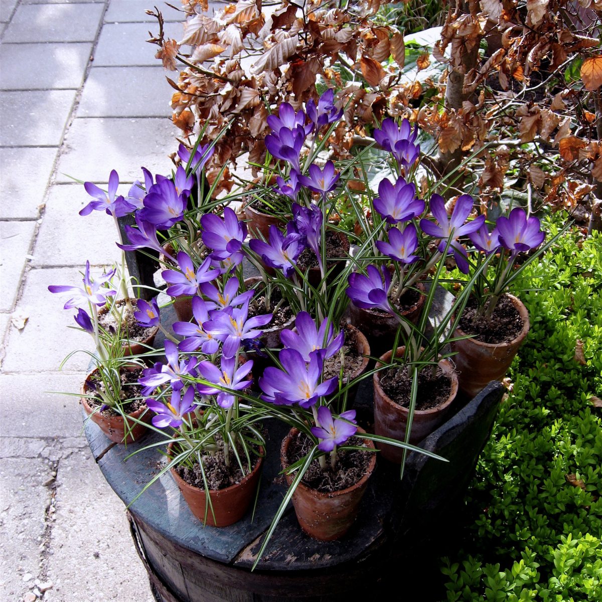 The Light at the end of the Tunnel - by Val Bourne