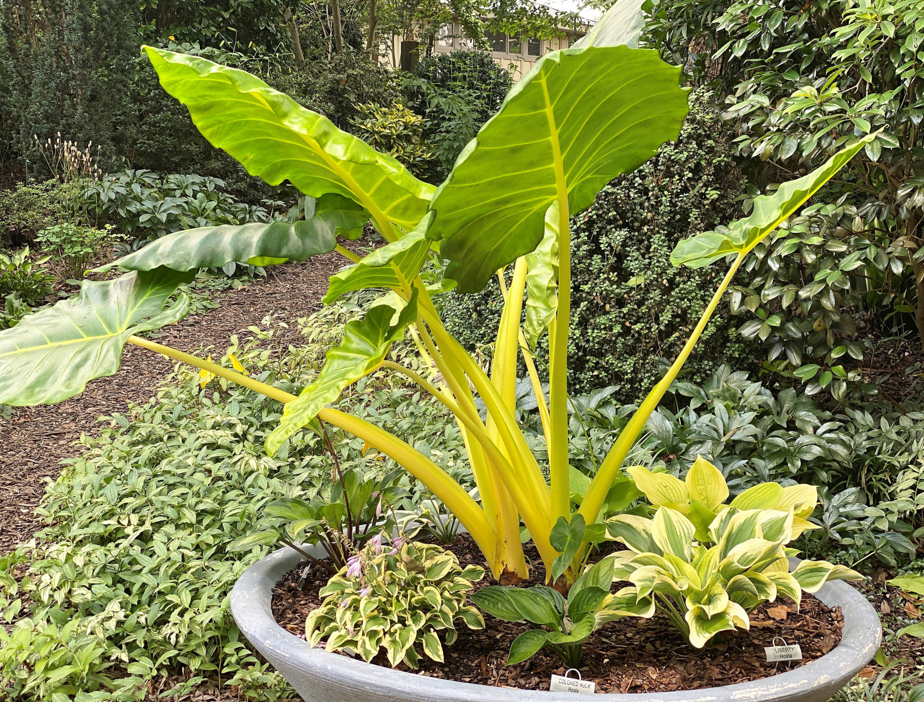 Tropical Plants—Meet your new best friends - by Mary-Kate Mackey