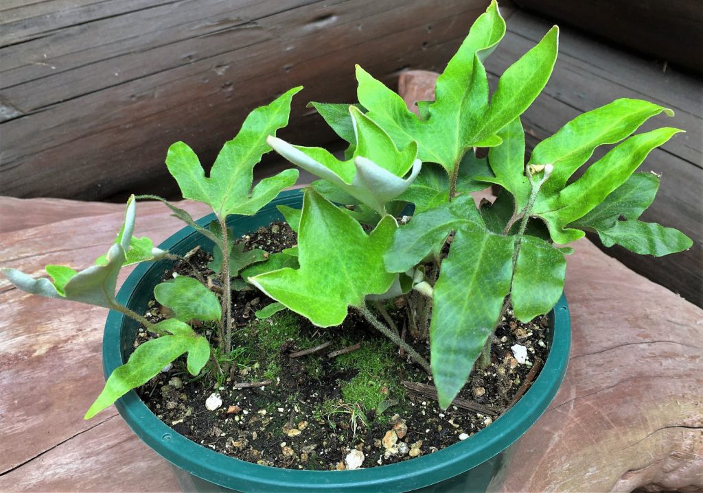 Best Ferns for the Greenhouse - by Mary-Kate Mackey
