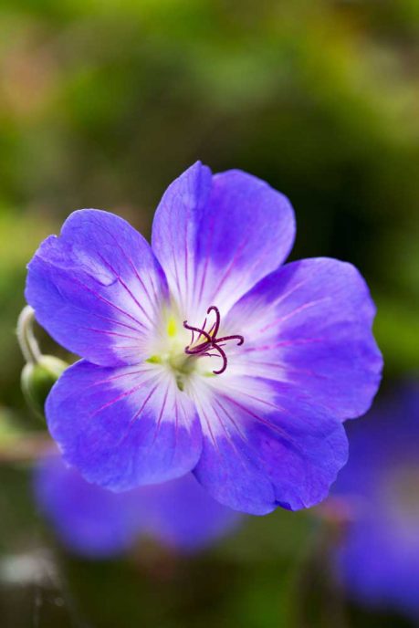 Long Running Flowers - by Val Bourne