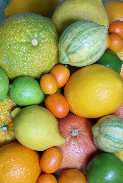 Grow Citrus in the Greenhouse - by Mary-Kate Mackey